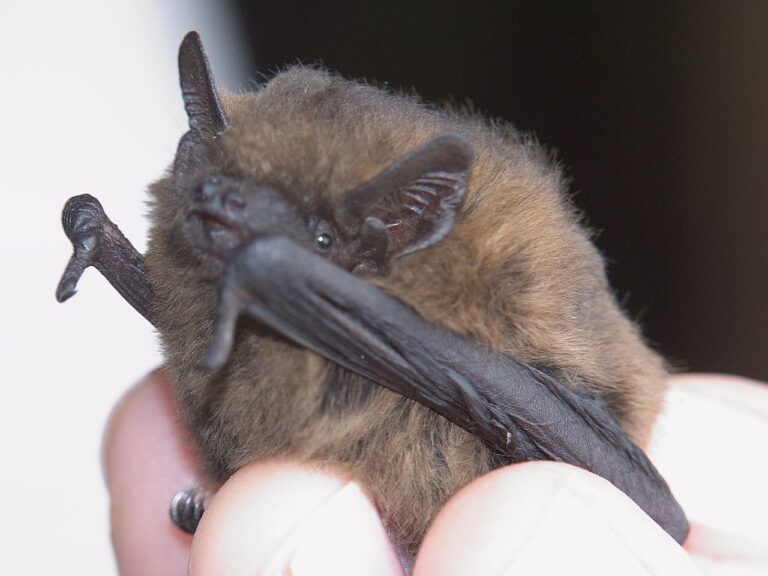 Imperium Secundus in Real Life? A Single Tiny Bat Ties Up GW!